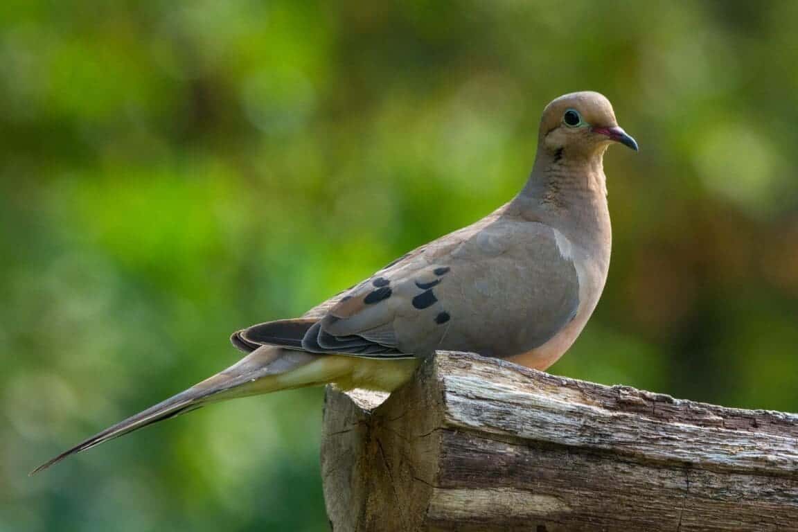 10 Small Birds In Ontario You Need To See On Your Trip