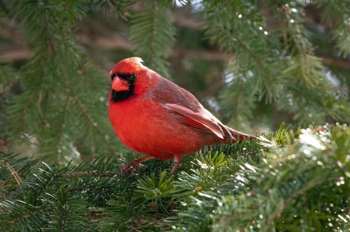 10 Small Birds In Ontario You Need To See On Your Trip