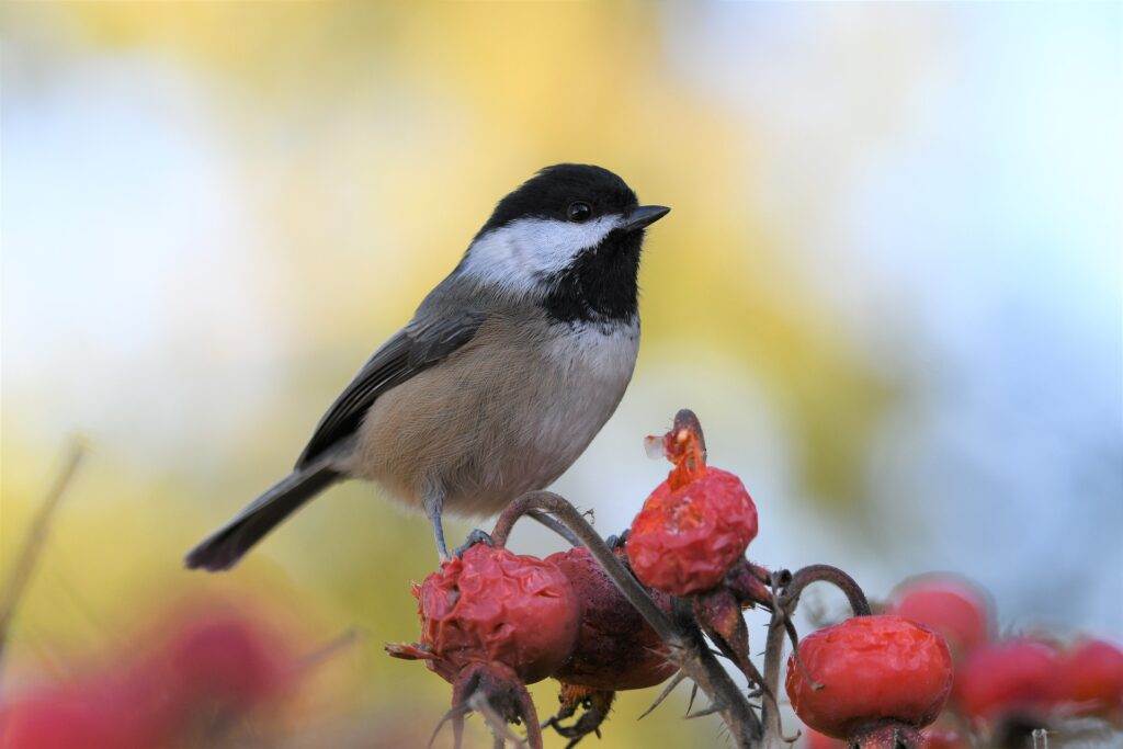 10 Small Birds In Ontario You Need To See On Your Trip