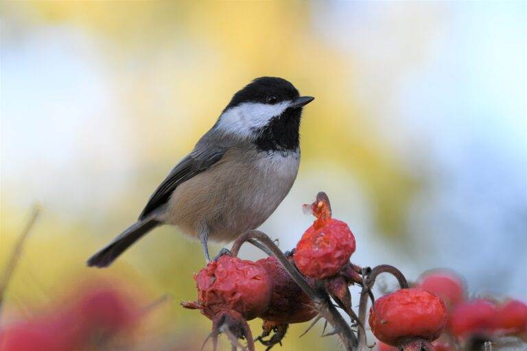 10 Small Birds In Ontario You Need To See On Your Trip