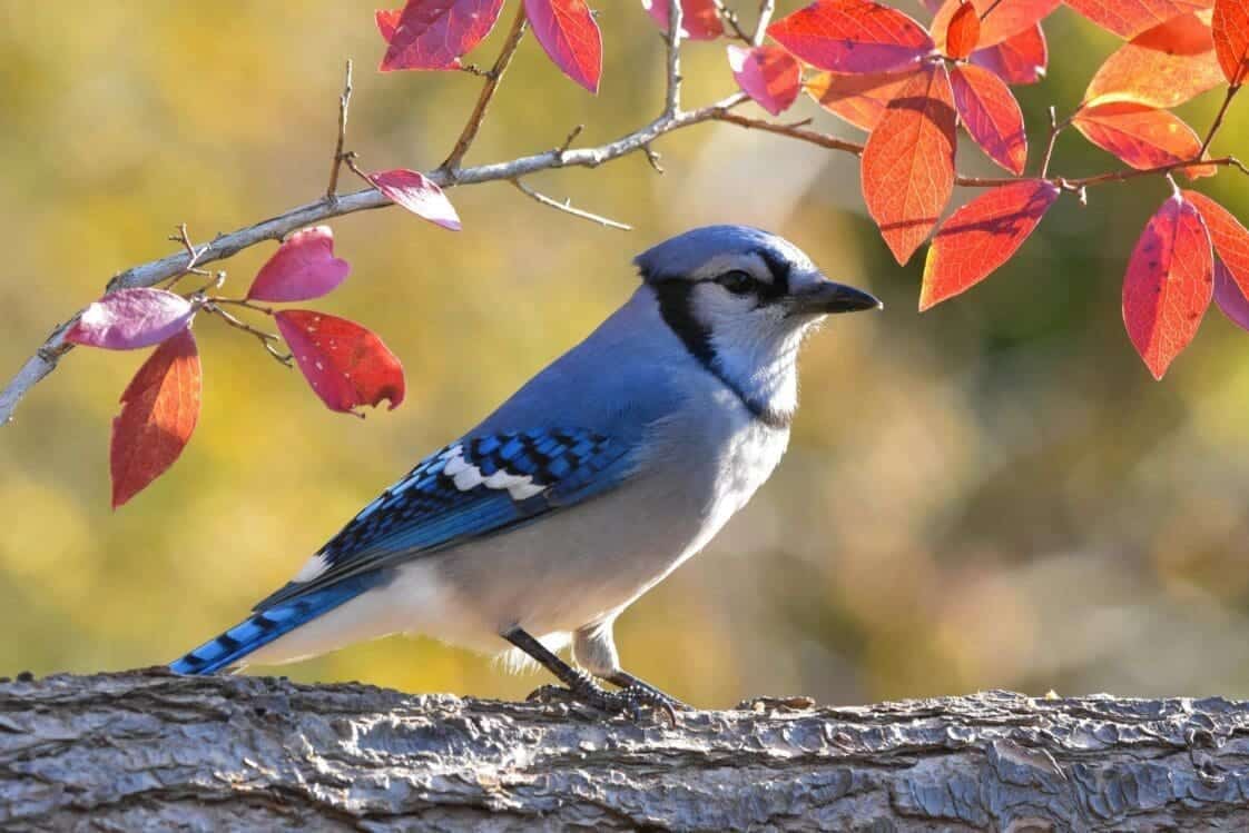 10 Small Birds In Ontario You Need To See On Your Trip