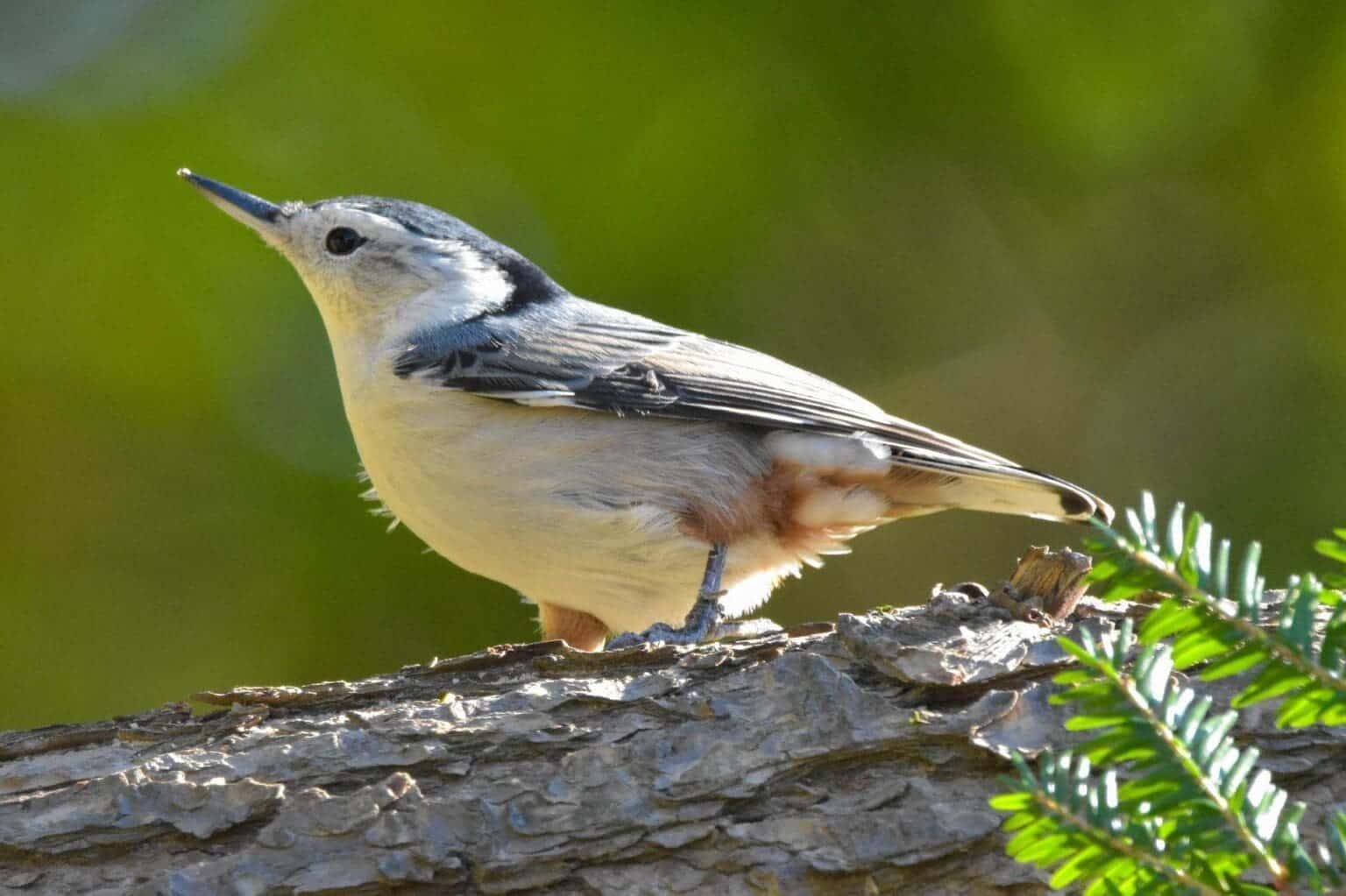 10 Small Birds In Ontario You Need To See On Your Trip