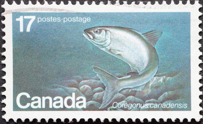 15 Most Endangered Species In Canada To Spot On Your Travels