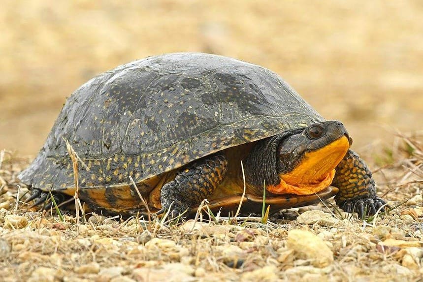 15 Most Endangered Species In Canada To Spot On Your Travels