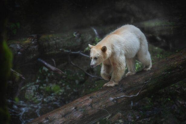 A Grand Insight Into The Great Bear Rainforest: What You Can See In The ...