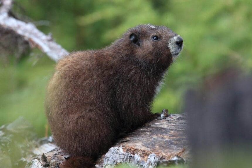 15 Most Endangered Species In Canada To Spot On Your Travels