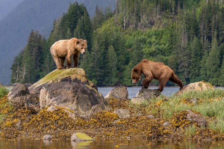 8 things to know about Great Bear Rainforest - Canada Hustle