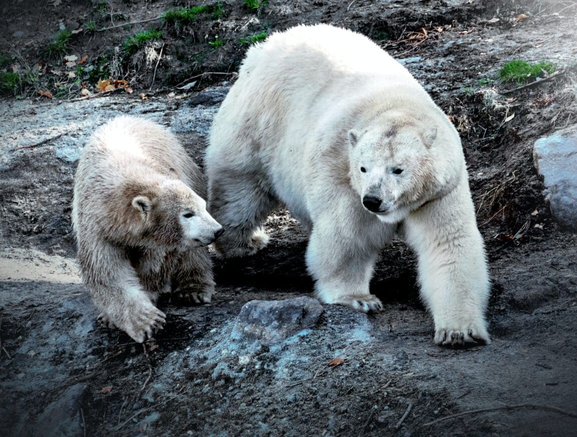 10 Amazing Facts About Polar Bears in Canada - Canada Hustle