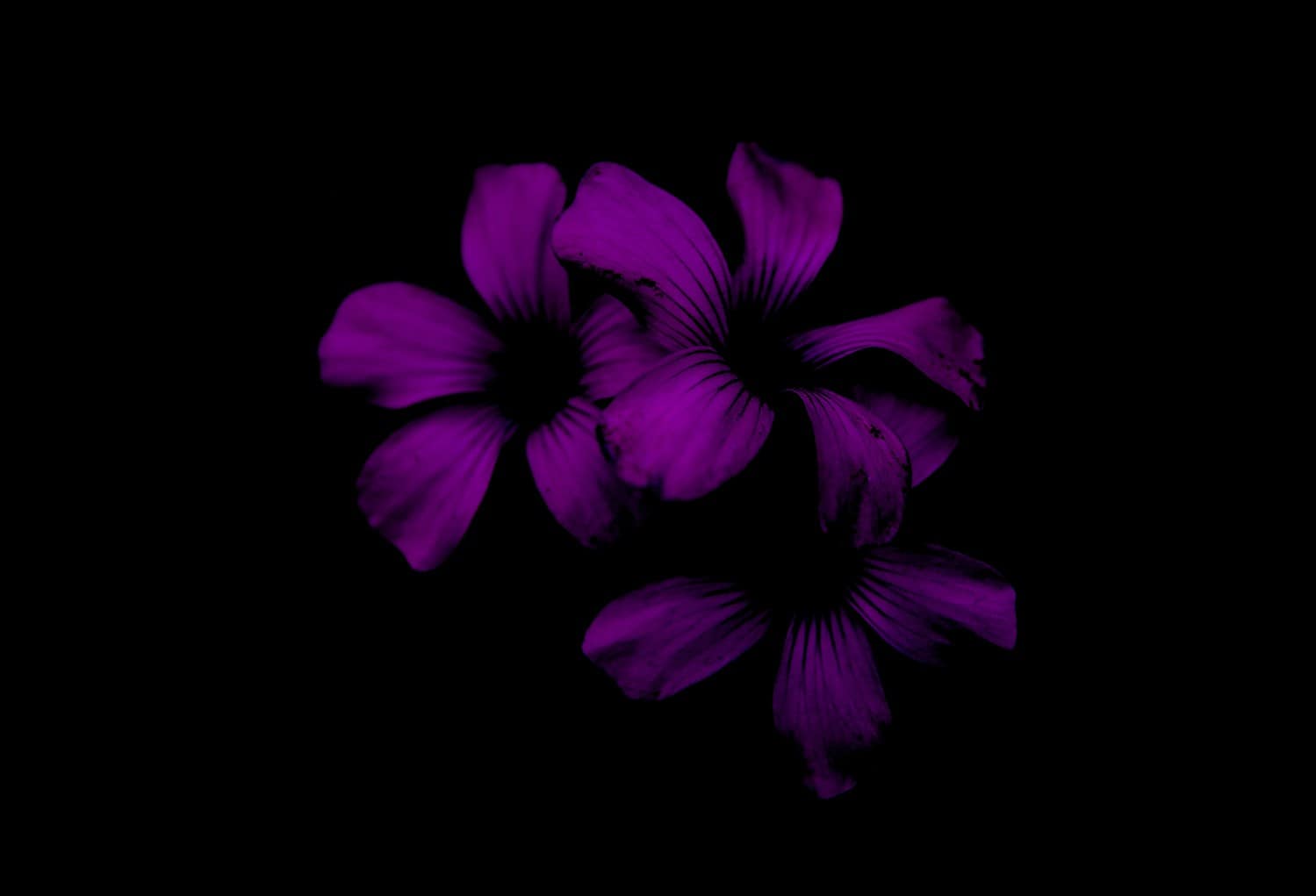 How Do Light Purple Colours Affect My Mood During My Travel? - Canada ...