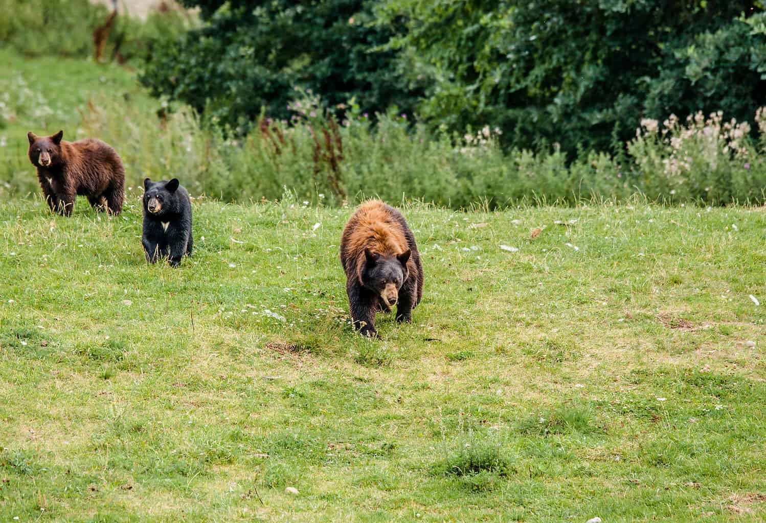 10 Most Iconic Animals In Canada To Explore On Your Excursions!