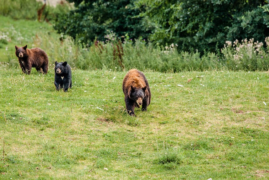 10 Most Iconic Animals In Canada To Explore On Your Excursions!
