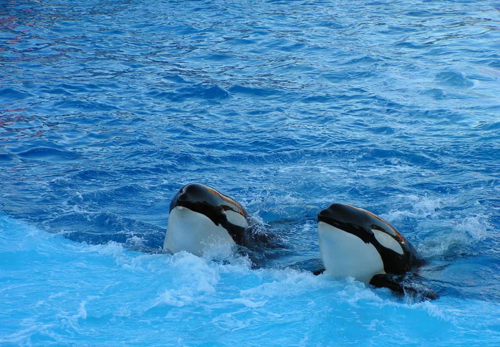 10 Most Iconic Animals In Canada To Explore On Your Excursions!