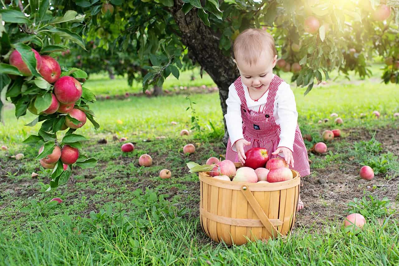 Apple Picking In Ottawa: 15 Best Orchards - Canada Hustle