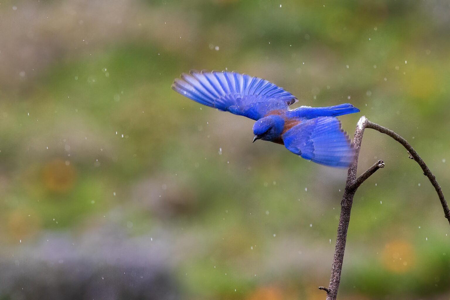 Bluebirds In Ontario: How To Spot, Support, And Love These Backyard ...