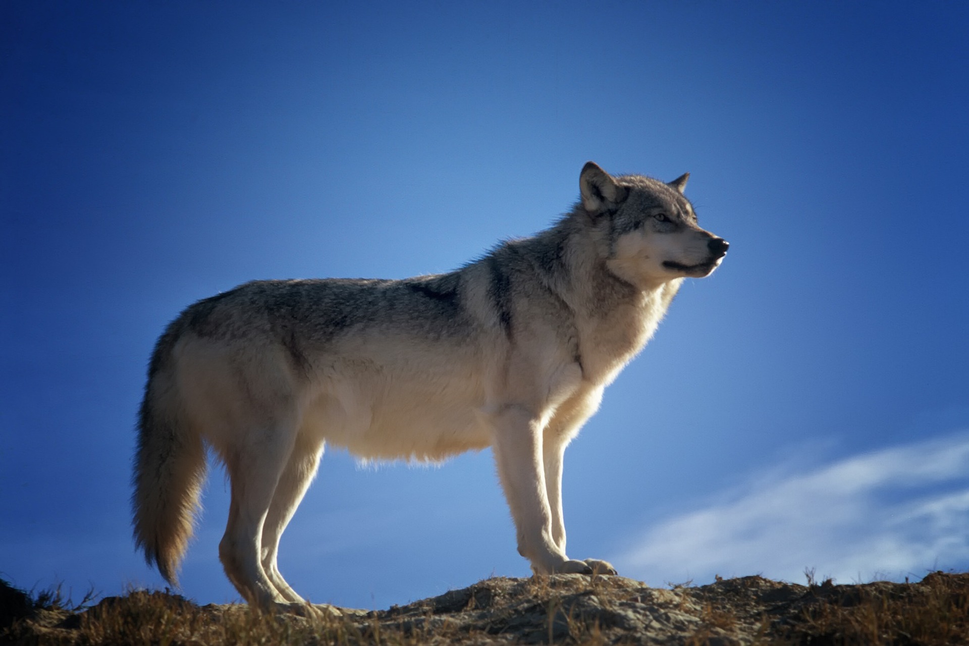 Understanding The Canadian Wolf: Habitat, Behavior, And Conservation ...